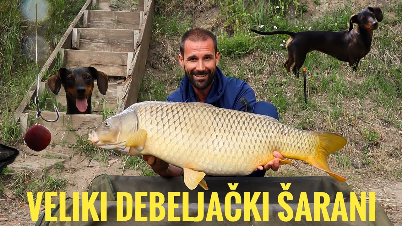 Jezero Debeljaca Povratak velikim ribama i ljubav na prvi pogled - YouTube