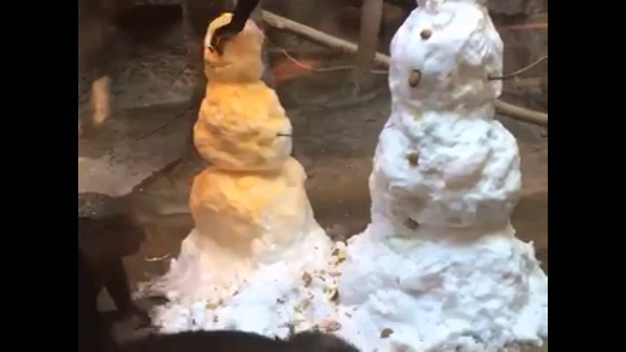Monkeys play with edible snowmen at John Ball Zoo - YouTube