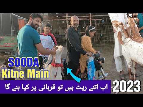 Live Deal | soda kitne Mein final hua ? Qurbani 2023 | makhi china bakre | desi bakre | Lahore ...