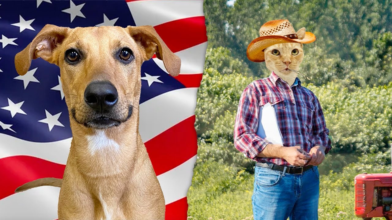 SPCA Political Attack Ad Parody — Cat vs. Dog Smear Campaigns 2022 ...