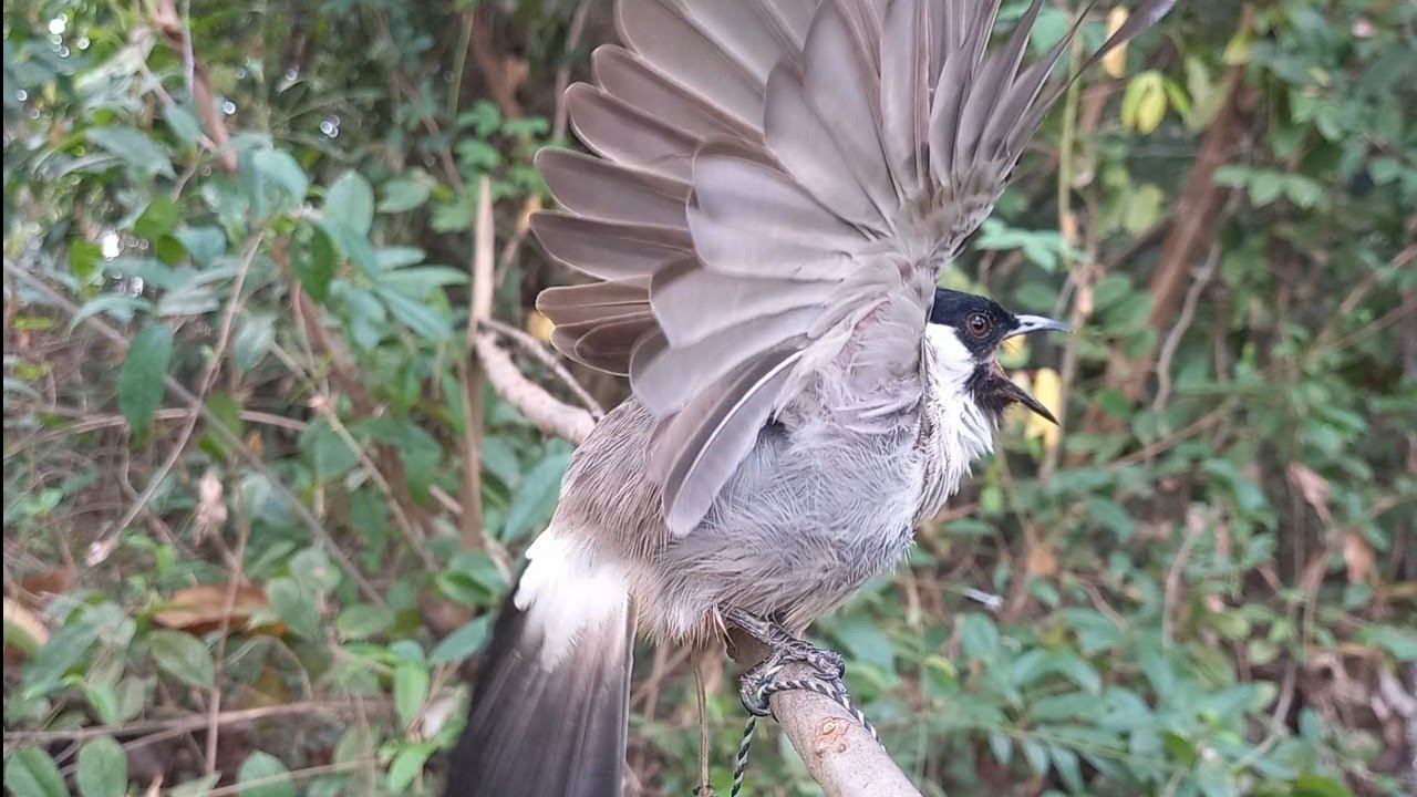 Pikat Burung Kutilang MENGGARUDA || Pikat Rantingan - YouTube
