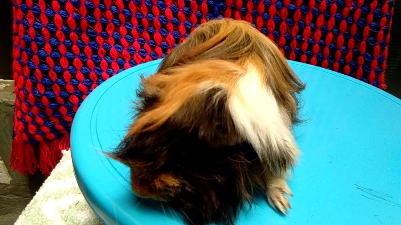 Dunia Marmut : Marmut Hias Jenis Peruvian / Peruvian Guinea Pig - YouTube