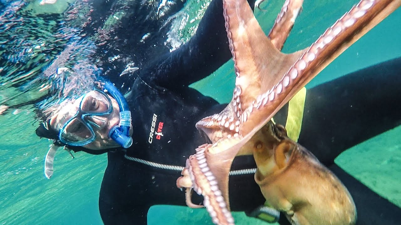 Fishing Sicily - Shore Barehanded Octopus Fishing (no kill) - YouTube