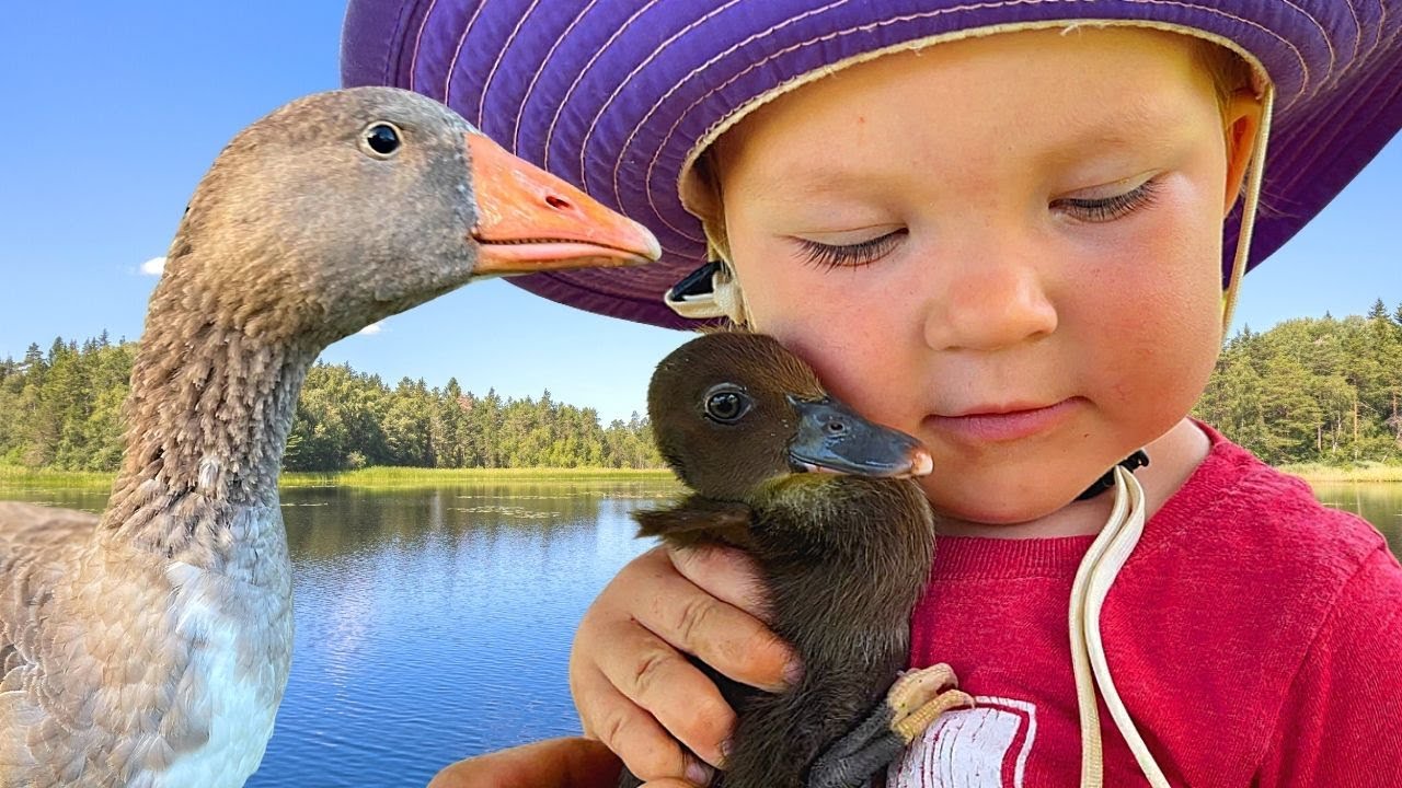 Lucy Goose & Bridgette Teach Ducklings to Swim! - YouTube