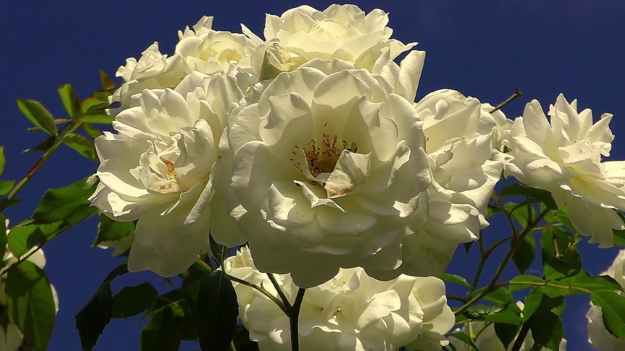 Million de roses Dominique Moisan - YouTube