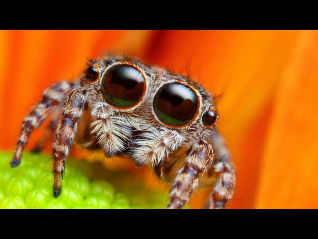 Cute Jumping Spider