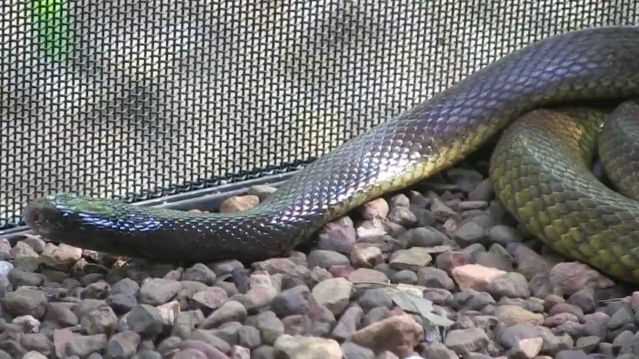 Western Brown Snake Pseudonaja nuchalis at Territory Wildlife Park ...