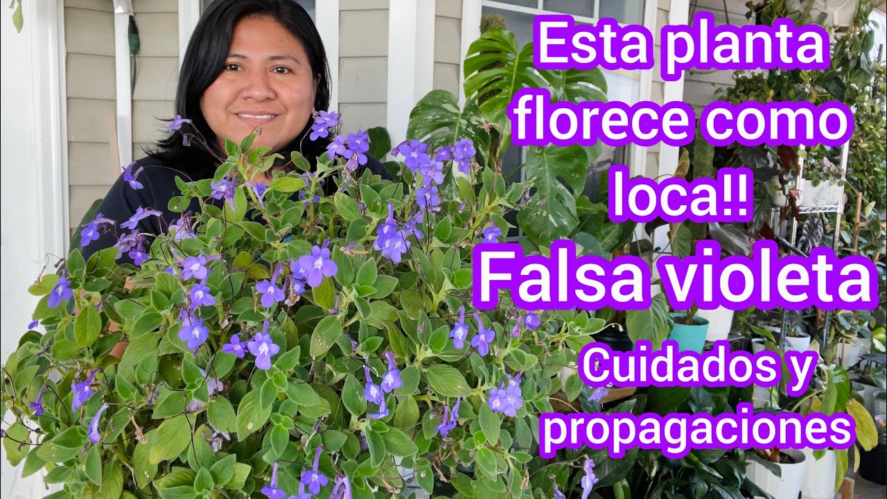 Flor Llamada Violeta