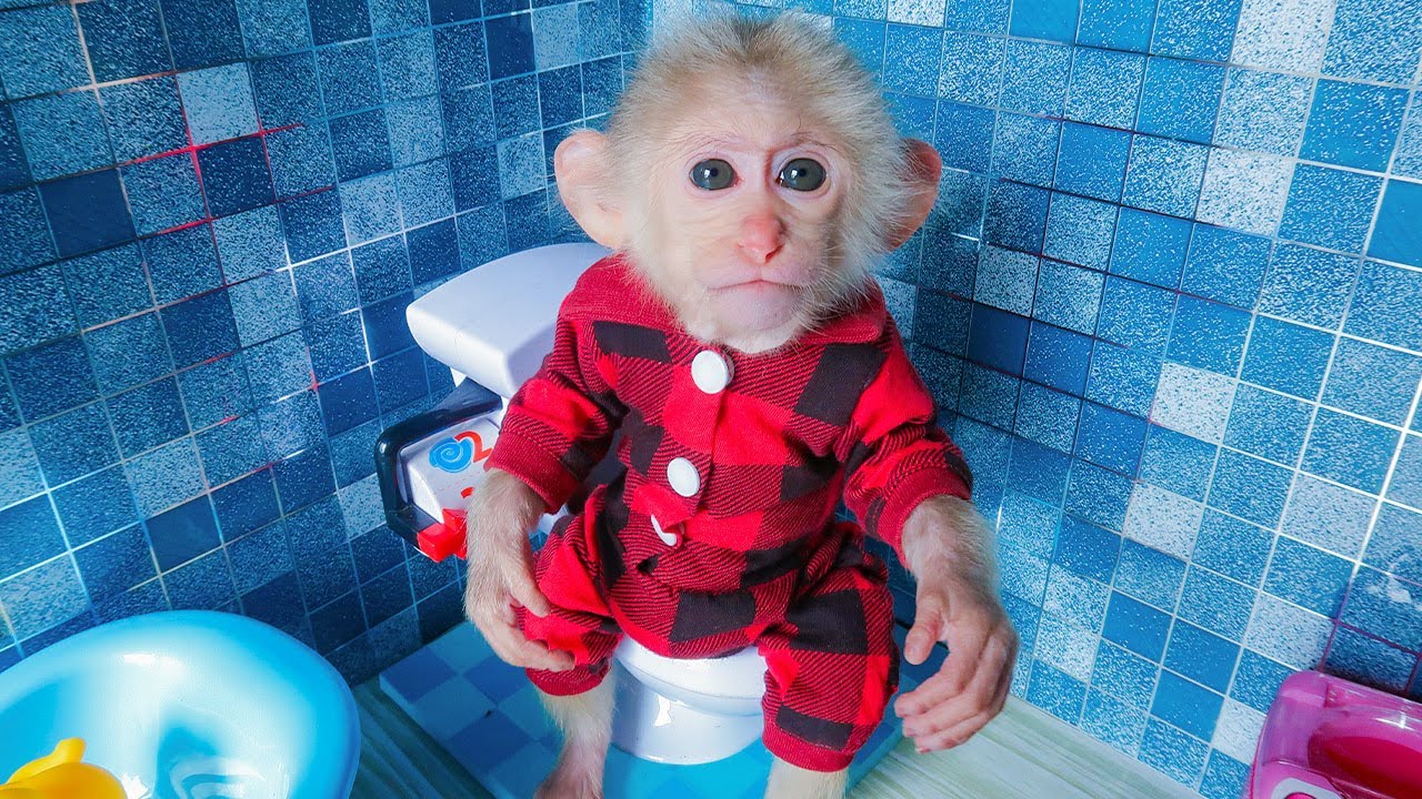 Baby monkey Bi go to the toilet and harvest watermelons on the farm and ...