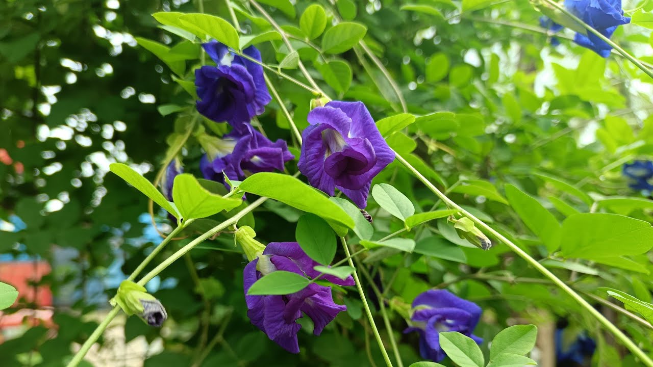 MY BLUE TERNATE TREE FLOWERS IN THE BACKYARD - YouTube