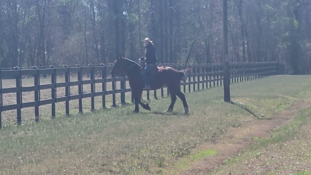 Draft Cross Mare - YouTube