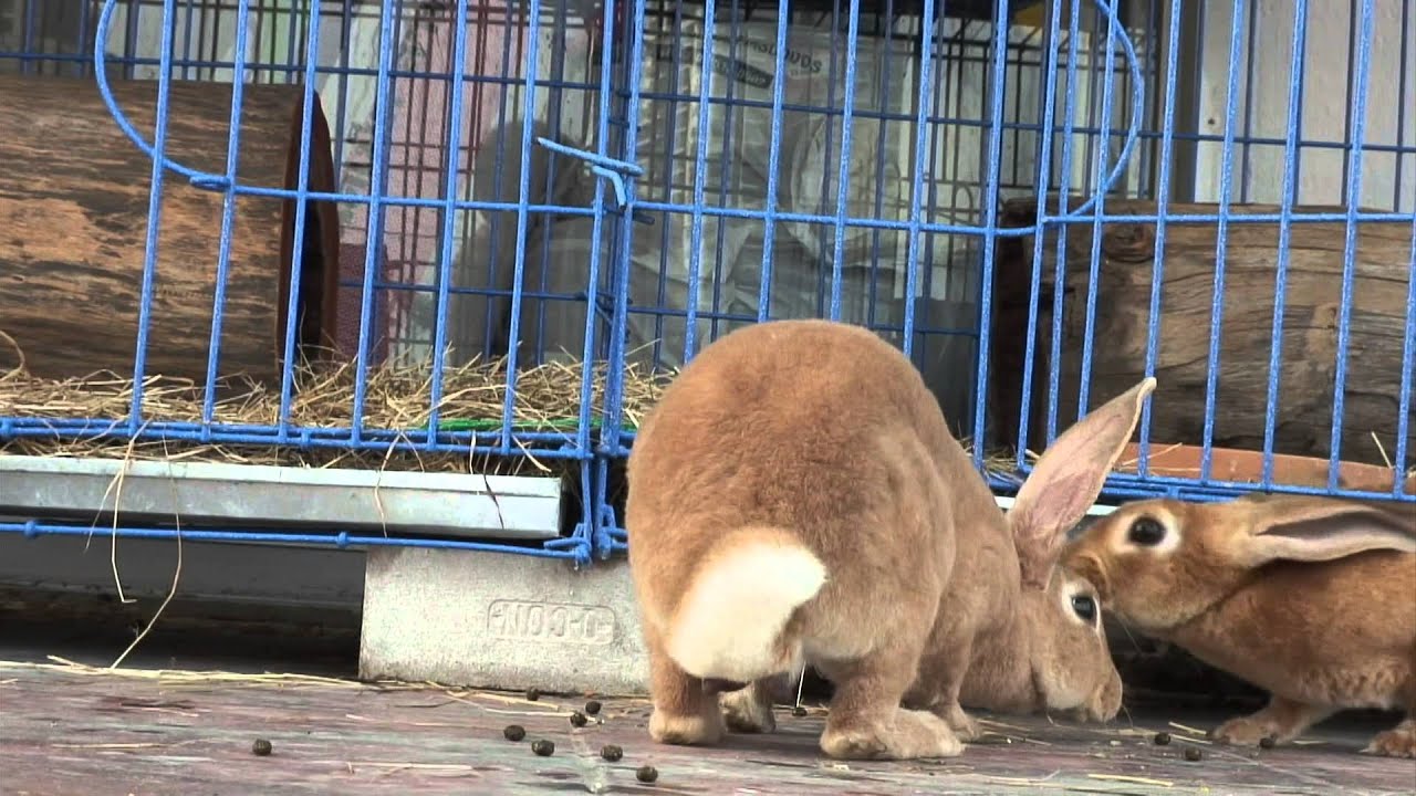Rex Rabbits Standard Rex Red & Sable - YouTube