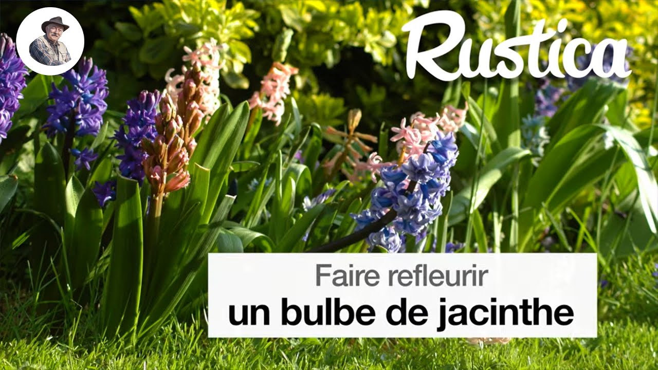 Comment Faire Refleurir Une Jacinthe Rapidement
