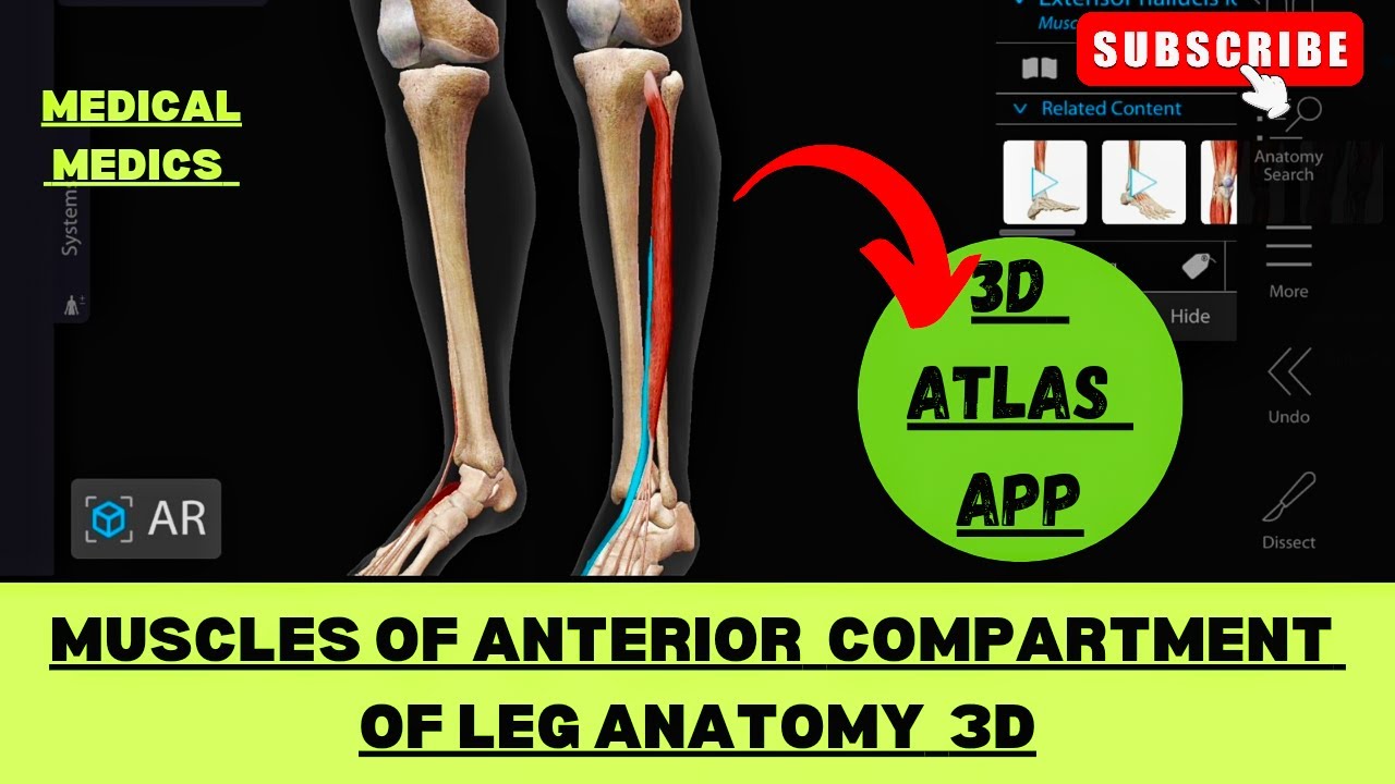 Muscles of Anterior Compartment of Leg & Dorsum of Foot | Medical ...