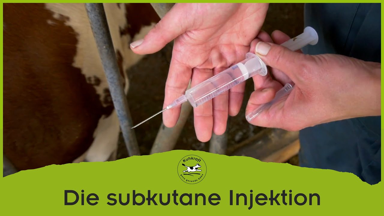 Kuhkraft zeigt: Die subkutane Injektion bei der Kuh - YouTube