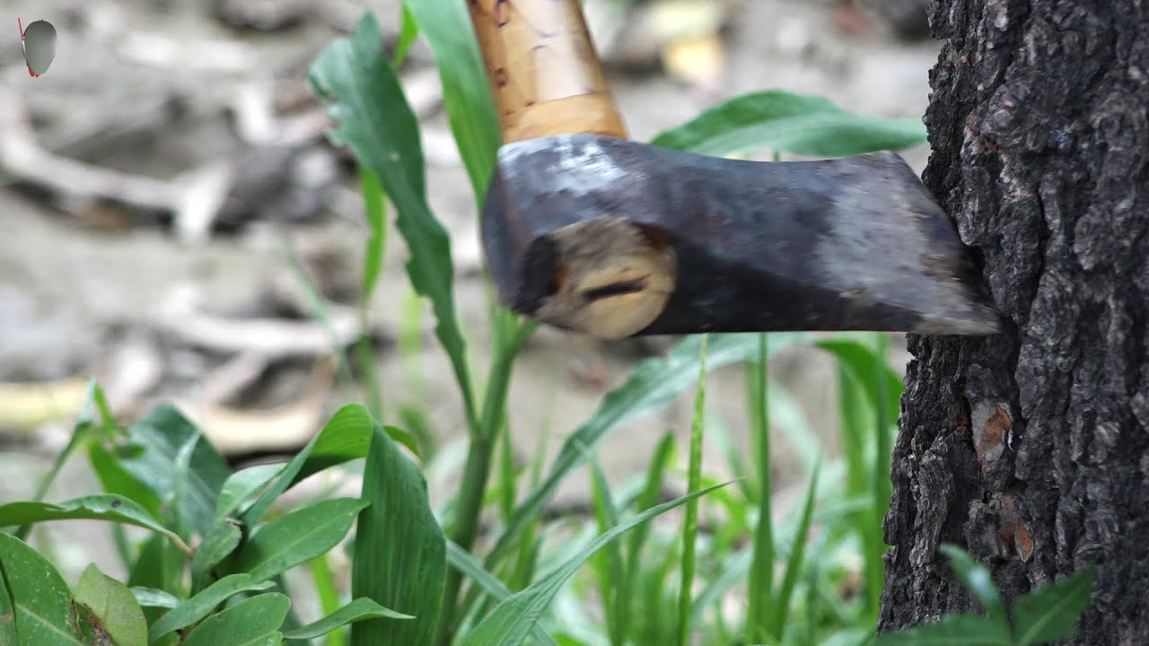 GD GOENKA ROHTAK - LEND A HAND TO SAVE TREES... - YouTube