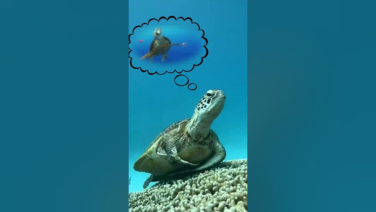 Squirt Flashes Back To His Dad Crush Finding Nemo Sea Turtles Youtube