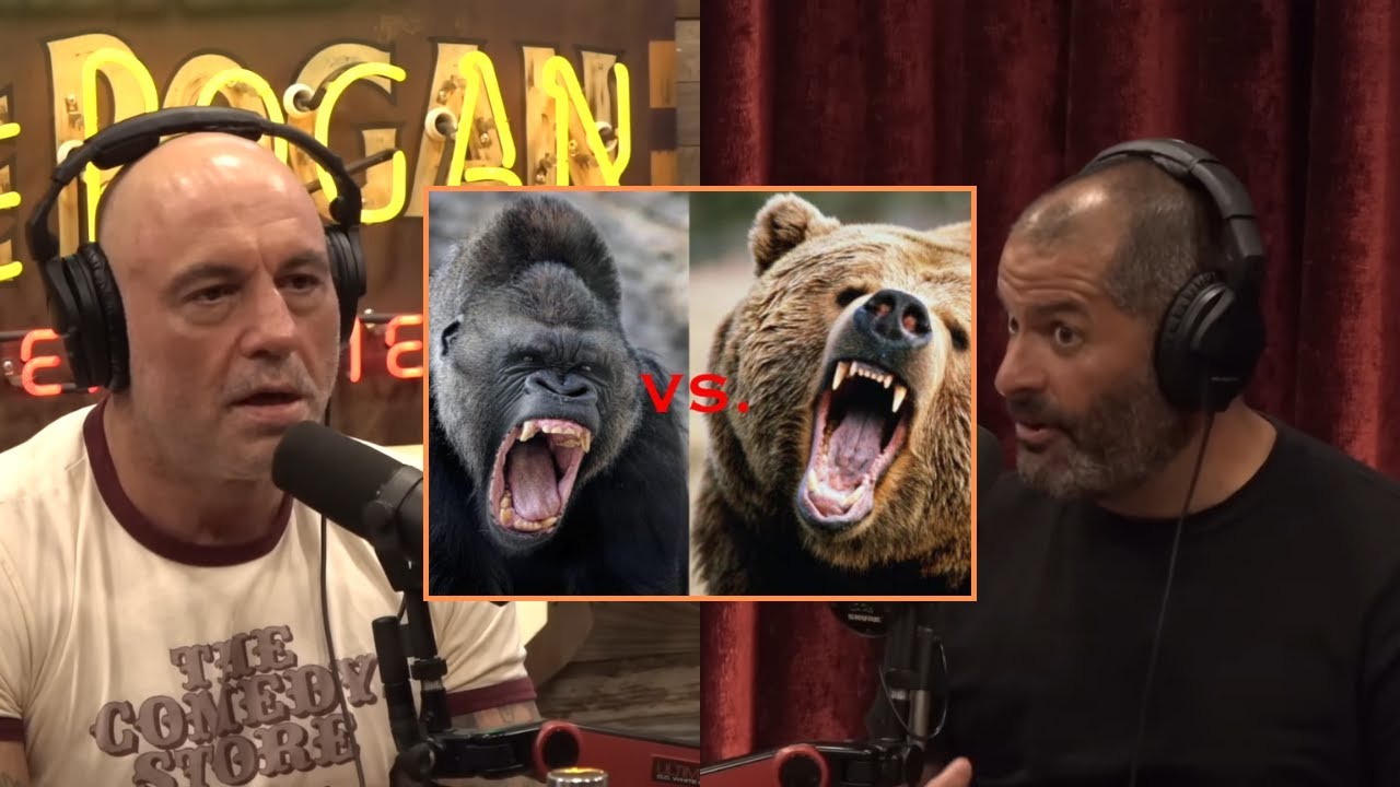 Gorilla vs Bear Who Would Win in a Fight? | Joe Rogan - YouTube