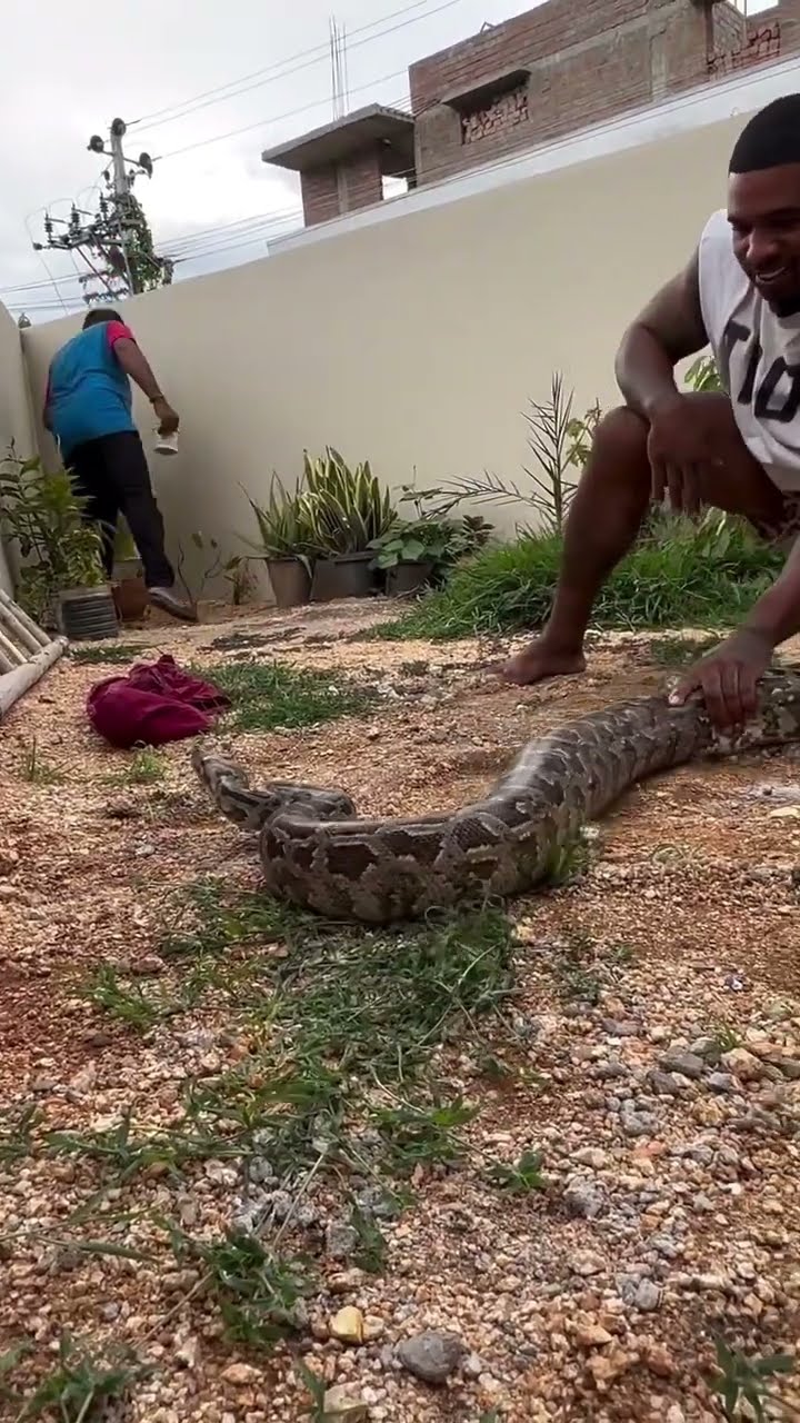 🐍🐍🐍#reptiles #snake #fypシ゚viral #fypage #fyp #animals #blackman #africa ...