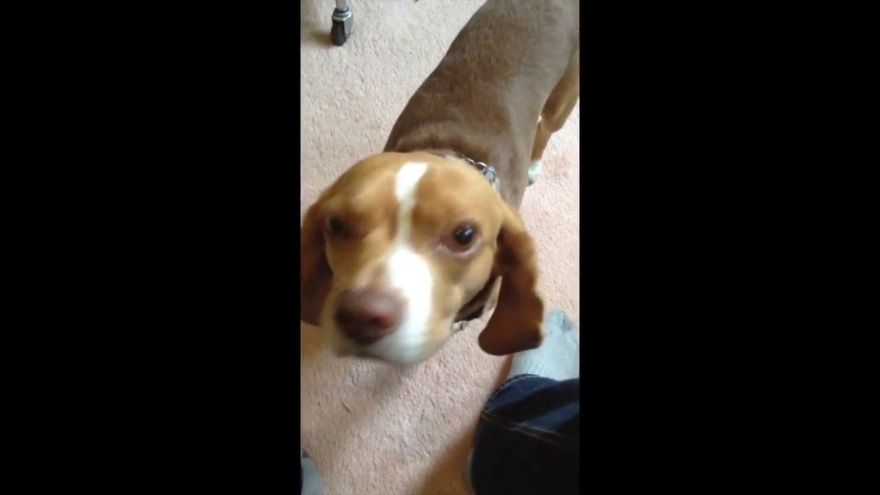 Toby's Tricks - YouTube