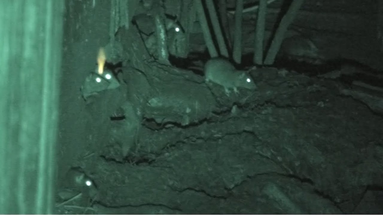 #7 Shooting Rats at a Dairy with Benjamin Woods Walker Airgun and Red ...