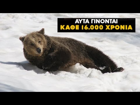 ΕΚΤΑΚΤΟ! ΧΙΟΝΙΑ ΣΤΑ ΒΟΥΝΑ!!! Νιφάδες στο πωπουδάκι της Αρκούδας! - YouTube