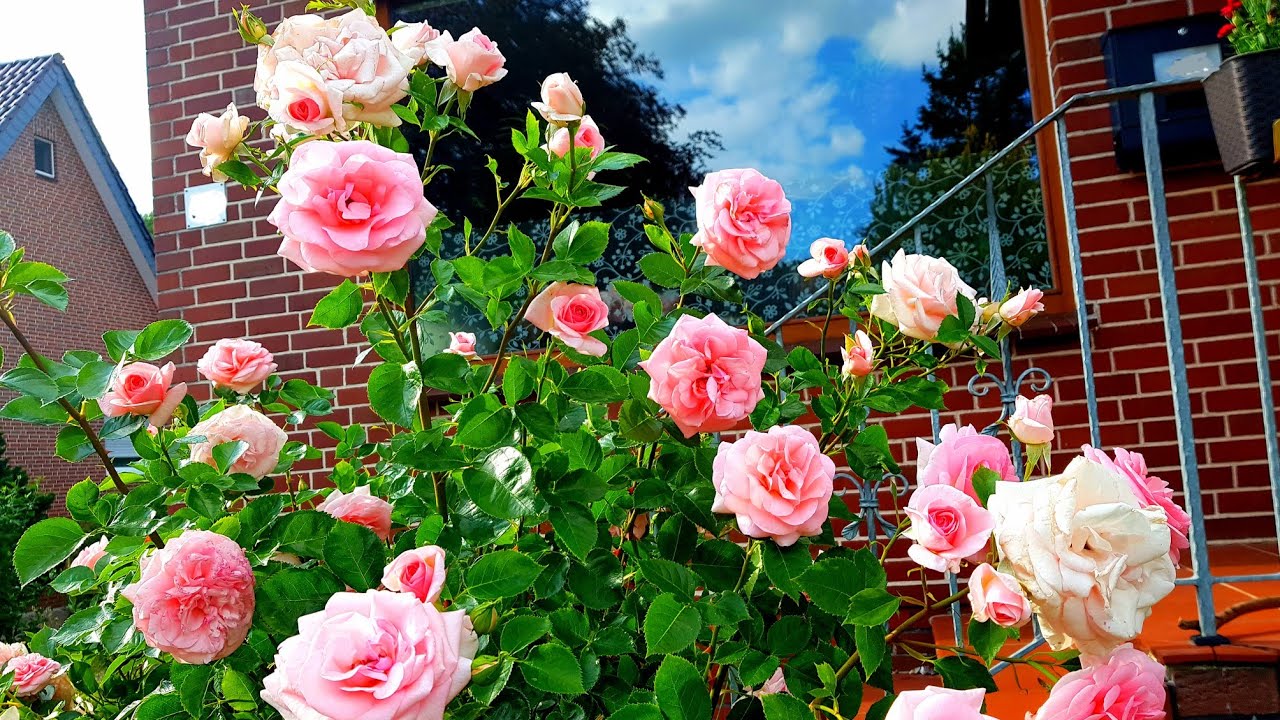 GROOMING SCENTED ROSE LOADED WITH HEAVY BLOSSOMS - YouTube