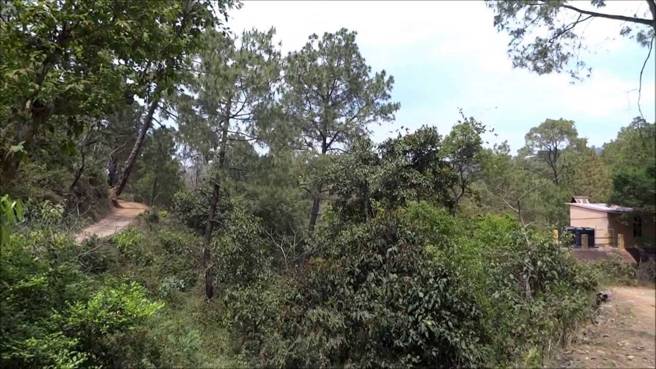 Chir forest on the road from Thandog to Kohlan, Morni hills - YouTube