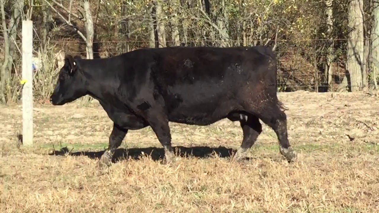 Lot 17 - 2019 - SAV Emblynette 1044 - YouTube