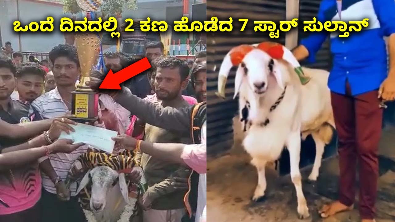 ಒಂದೆ ದಿನದಲ್ಲಿ 2 ಕಣ ಹೊಡೆದ 7 SEVEN STAR SULTAN Tagaru | Karnataka top ...
