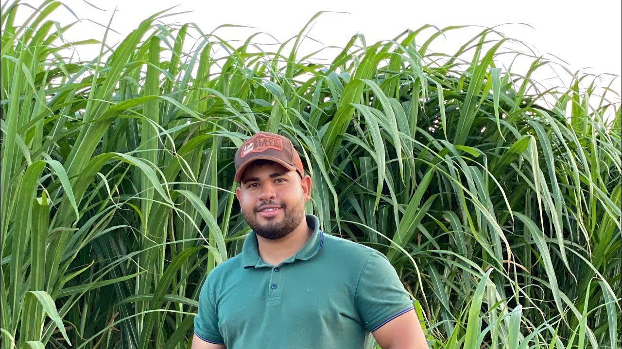 SUPER EVOLUÇÃO DO NOSSO PROJETO DE BRS CAPIM AÇU COM UM PROJETO BARATO ...