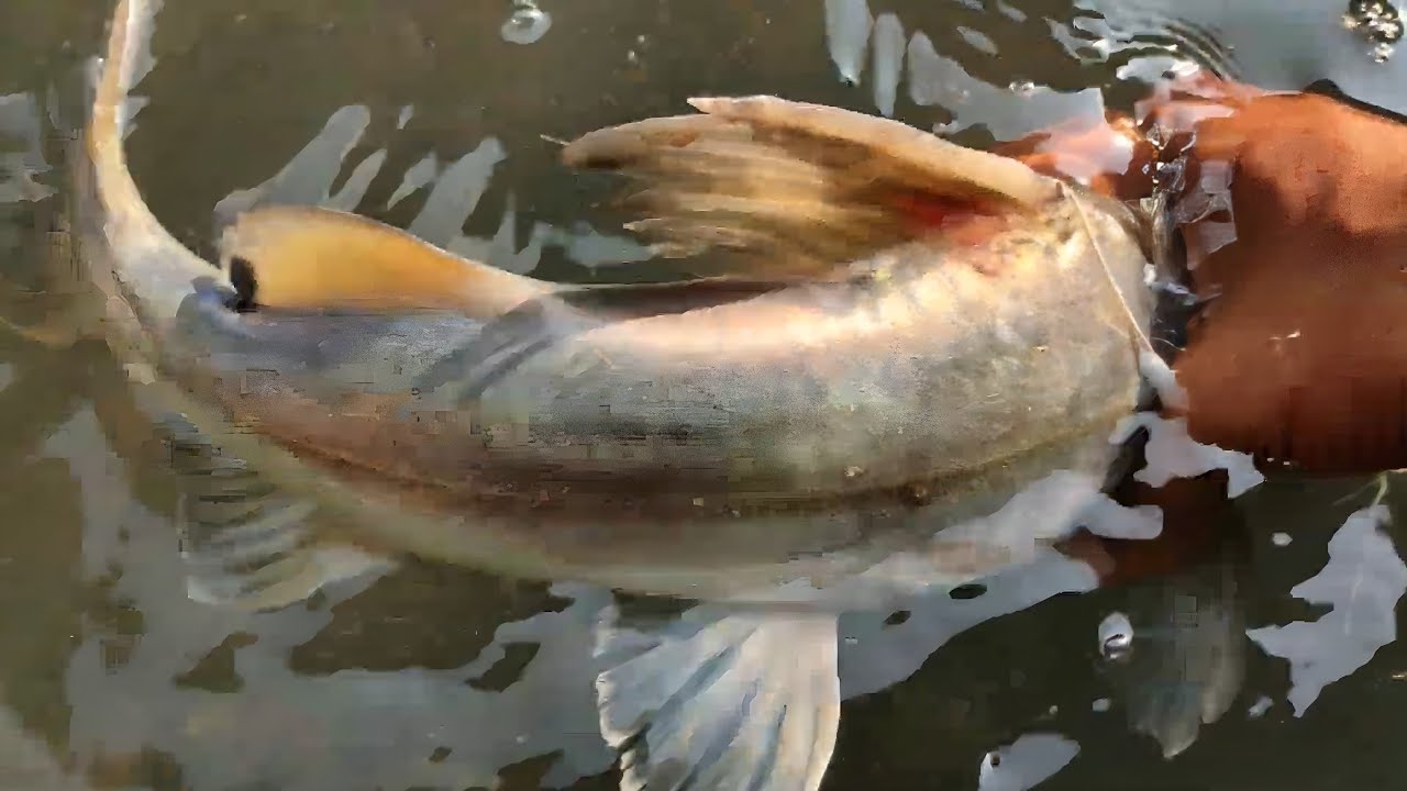 air fish harvesting for selling / many catfish in cement tank - YouTube