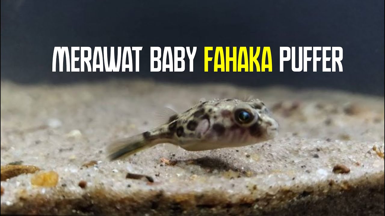 Cara memelihara baby Fahaka Puffer - buntal air tawar - YouTube