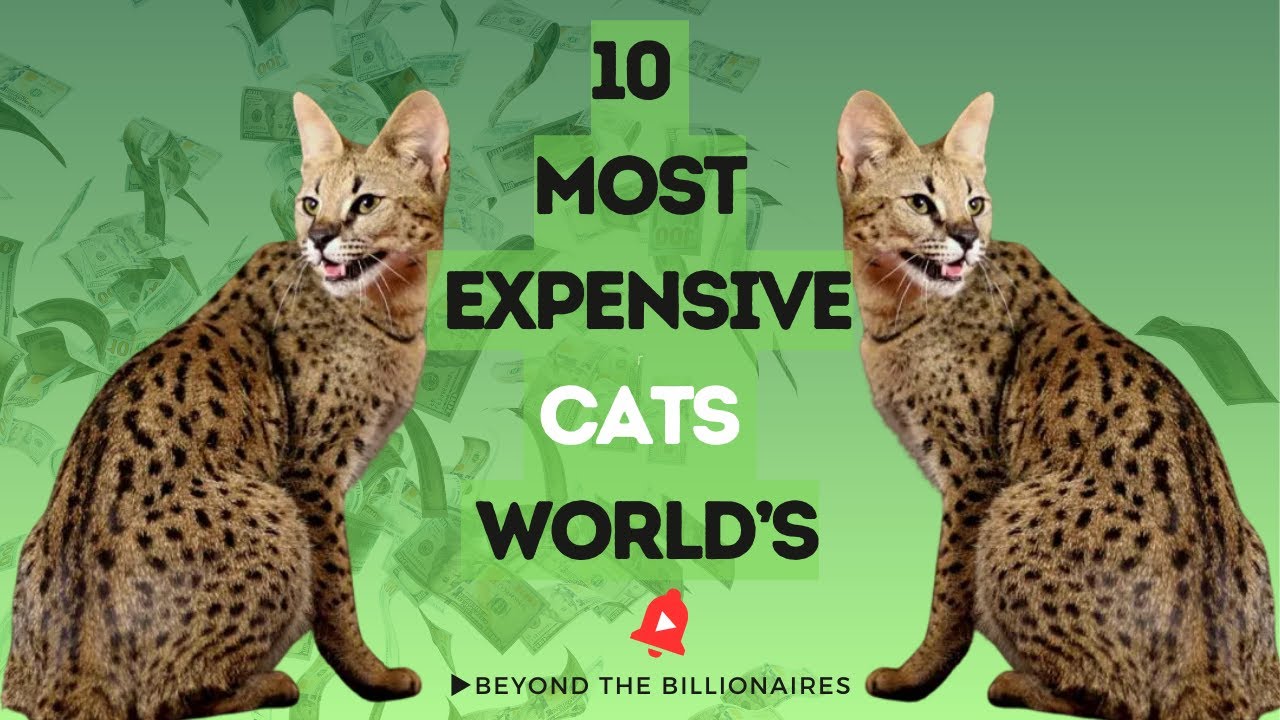 Top 10 Most Expensive Cat Breeds In The World | Beyond The Billionaires ...