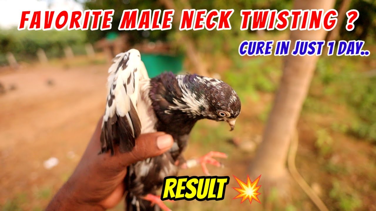 🕊️Our Most Favourite Male KARNA AFFECTED By Neck TWISTING.. - YouTube