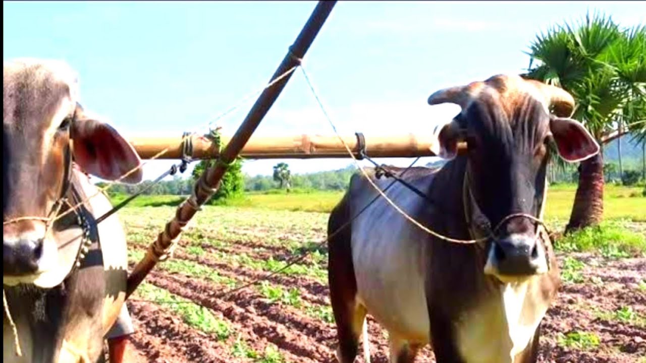 Farmers Cambodia Cow plowing Growing natural vegetables - YouTube