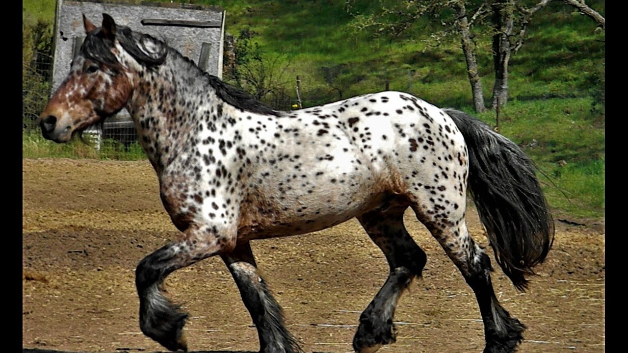 Lord Xalvador 2013 spotted Gypsian stallion - YouTube