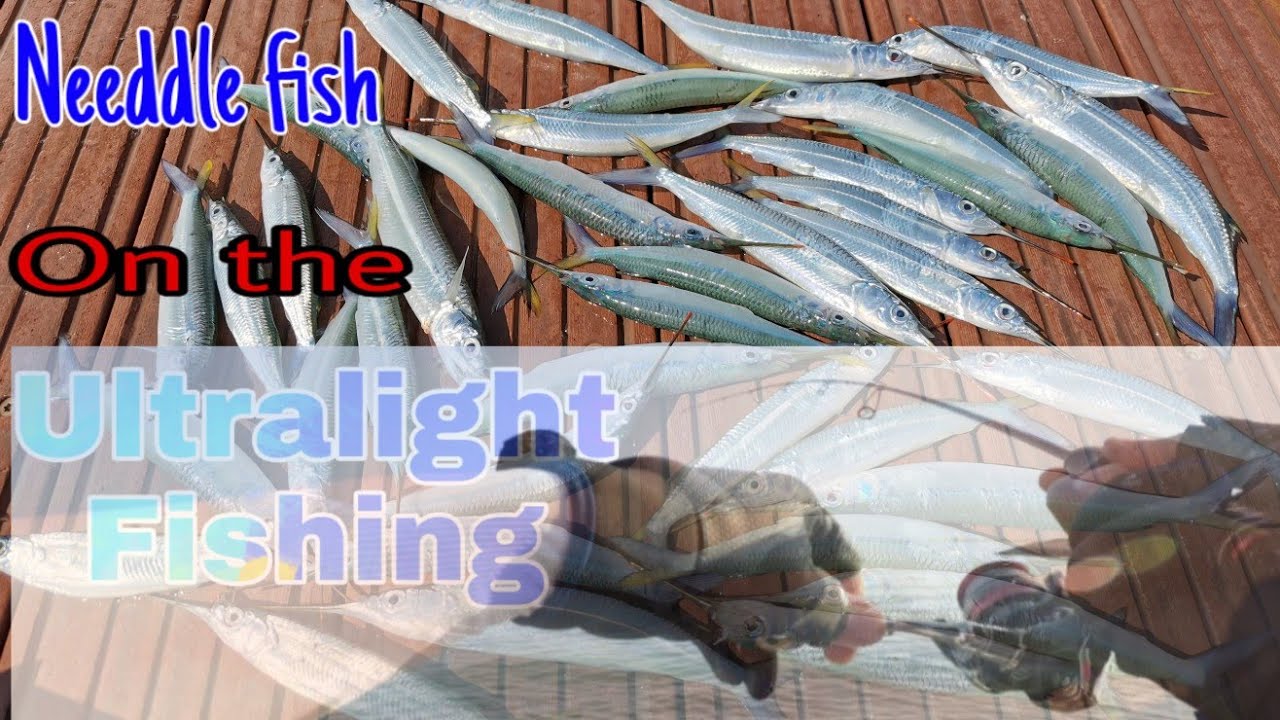 How to catch a needlefish by ultralight | hunting a ballyhoofish by UL ...