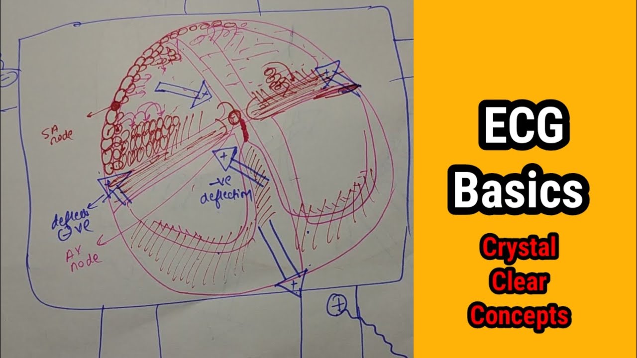 ECG -1 || Master the basics of ECG || CVS || MBBS Lectures || Medical ...