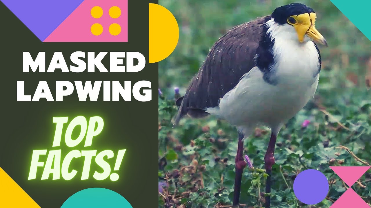 Masked Lapwing facts - YouTube