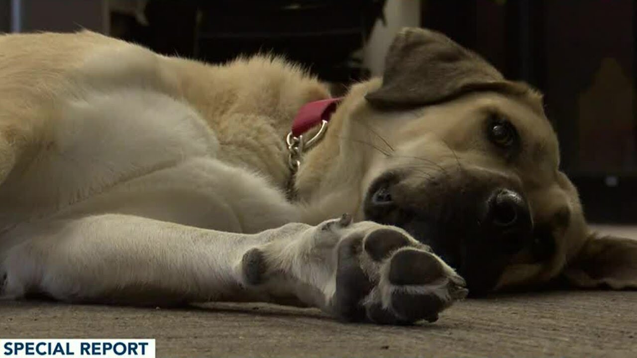 Meet Jessie: The therapy dog who helps Ingham County dispatchers in ...