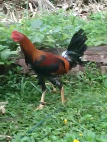 5k sweater almost 6 month olds#chicken - YouTube