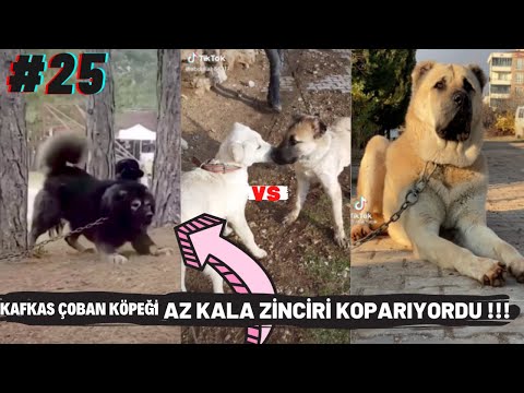 TİKTOK KÖPEK VİDEOLARI ( KAFKAS ÇOBAN KÖPEĞİ AZ KALA ZİRCİRİ KOPARIYORDU !!!) #25