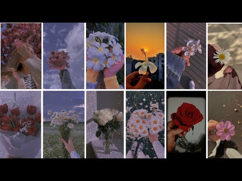 Flower dp photo | Beautiful Dpz And Whatsapp Profile Photos