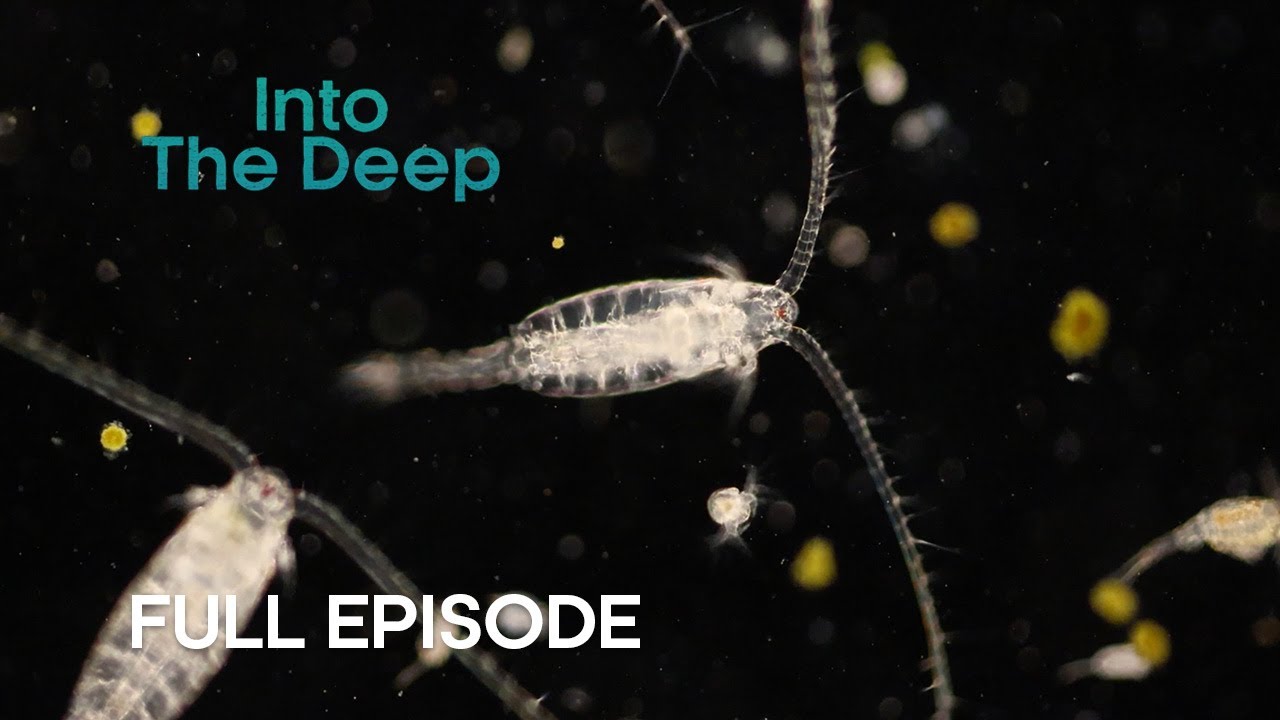 The Biggest Migration on the Planet | Into the Deep | BBC Earth - YouTube