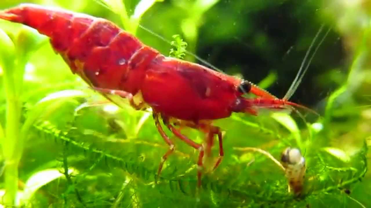 Cherry Shrimp HD - YouTube