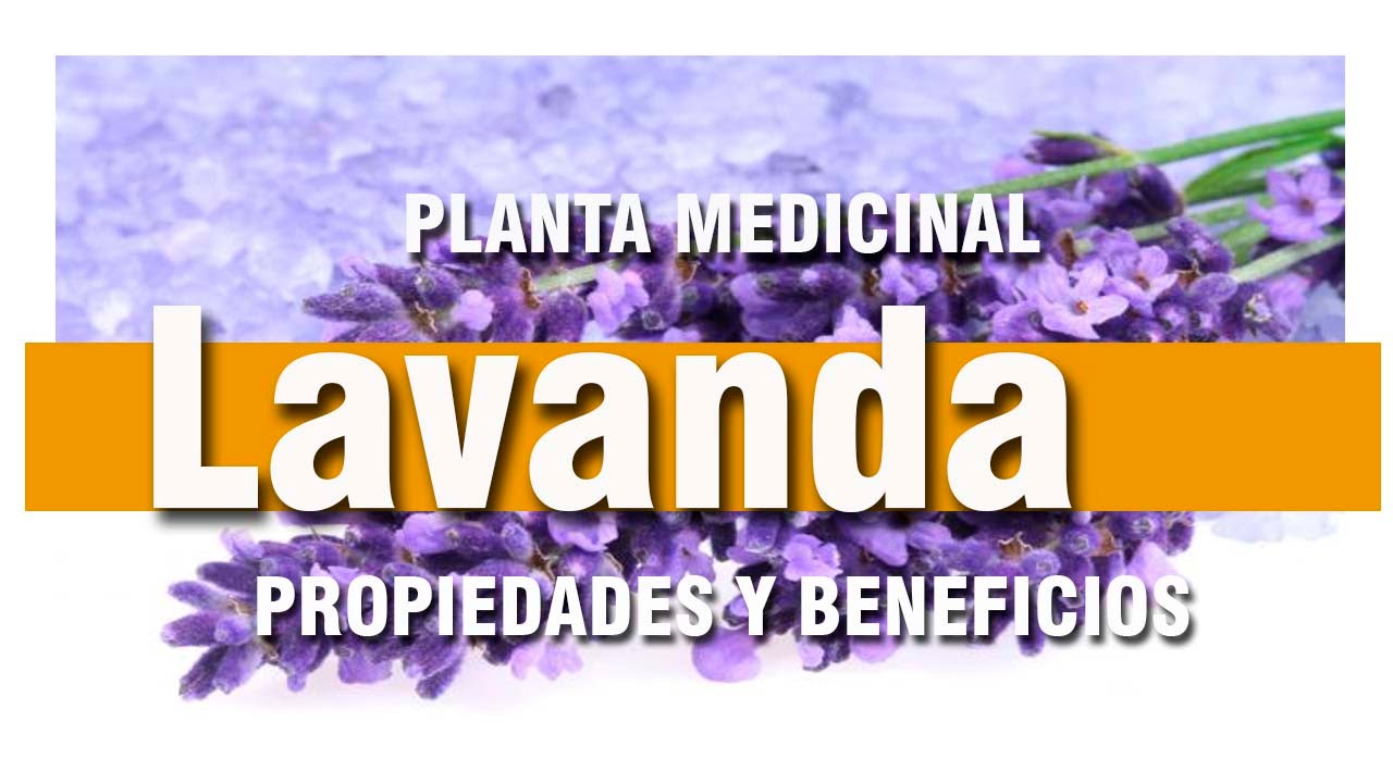 Lavanda, planta medicinal - propiedades y beneficios - YouTube