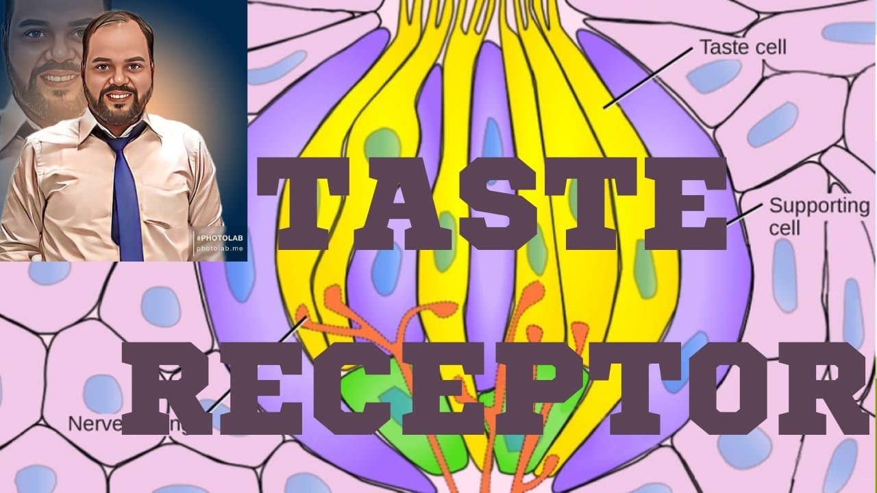 Taste receptors ll Mechanism of taste ll Gustatory receptors ll ...