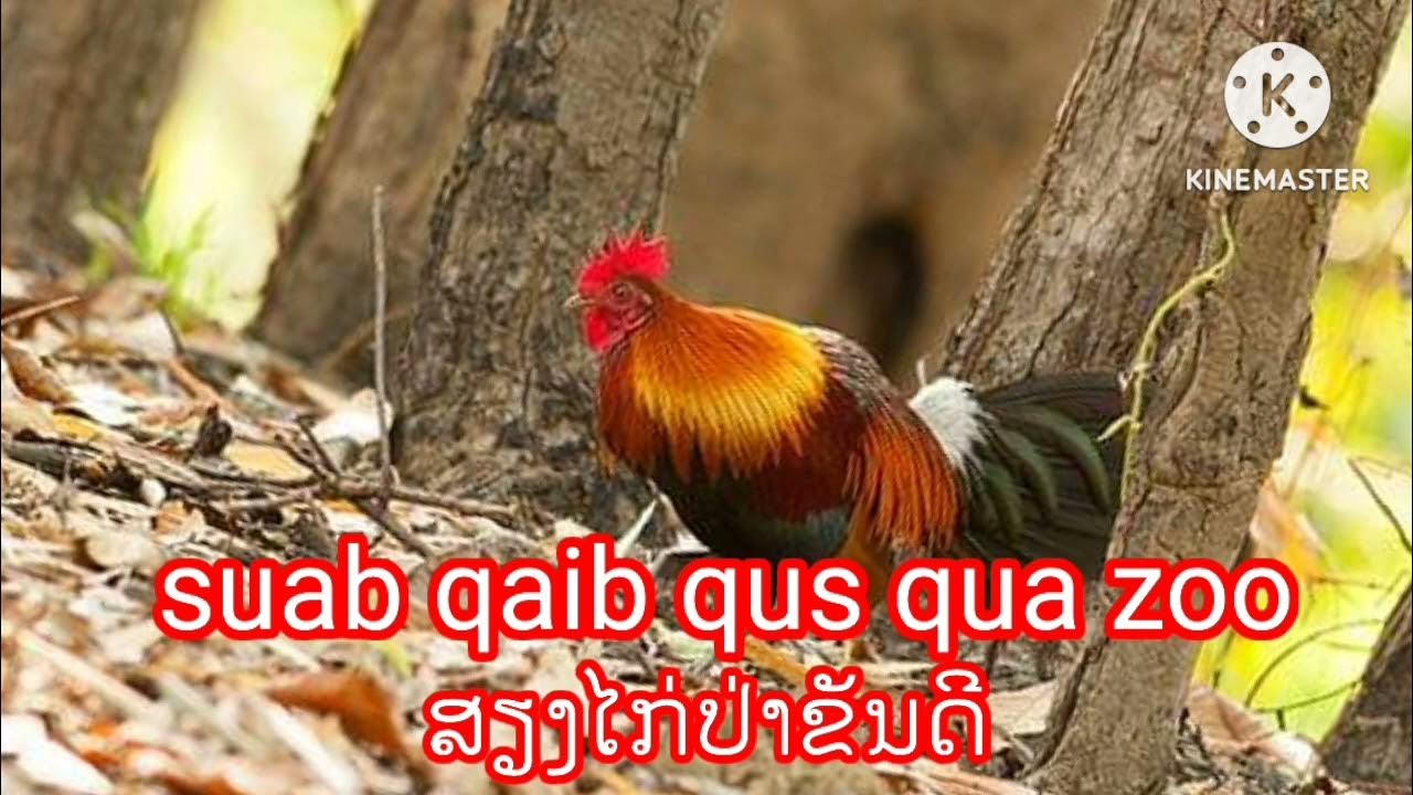 suab qaib qus qua zoo - YouTube