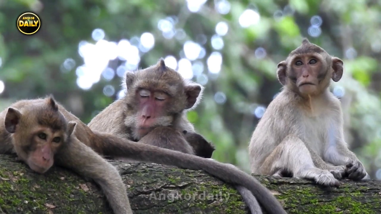 Boy Monkey Hungry and Get Saliva angkor daily 766 - YouTube